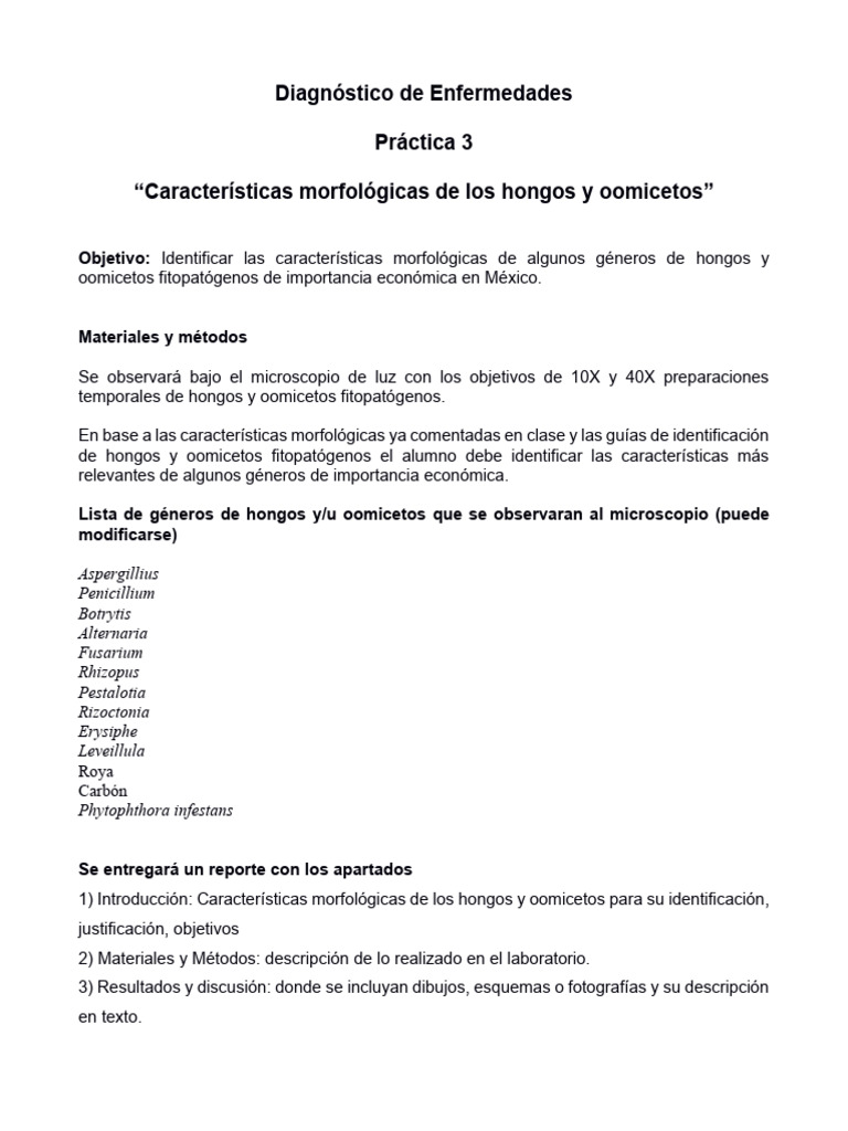 Prácticas 3 de Morfologia de Hongos y Oomicetos | PDF | Hongo