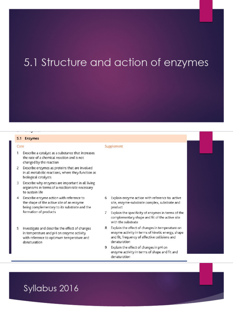 Enzyme Structure and Function Explained | PDF | Enzyme | Active Site