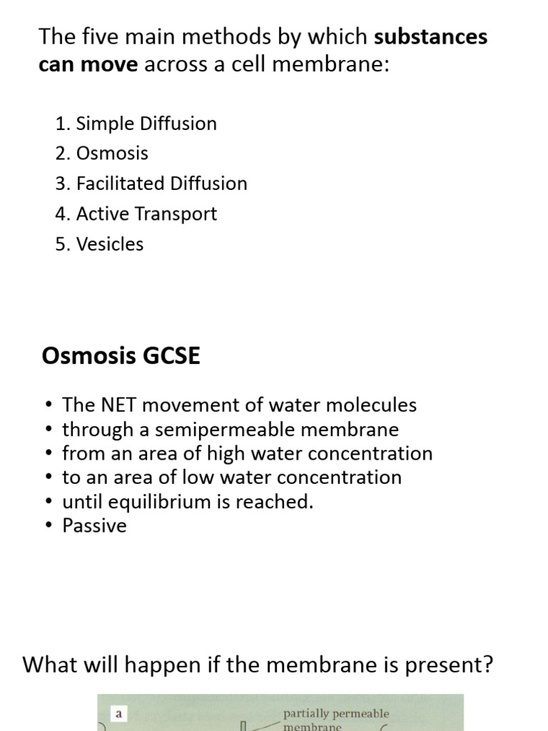 L3 Osmosis | PDF