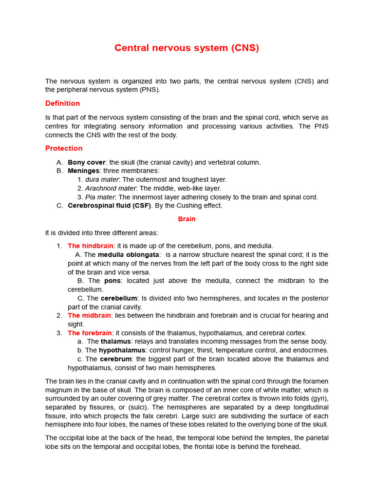 L1 Central Nervous System Least | PDF | Central Nervous System | Spinal ...