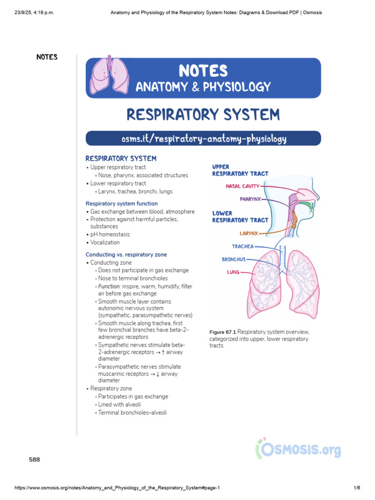 Anatomy and Physiology of the Respiratory System | PDF | Respiratory ...