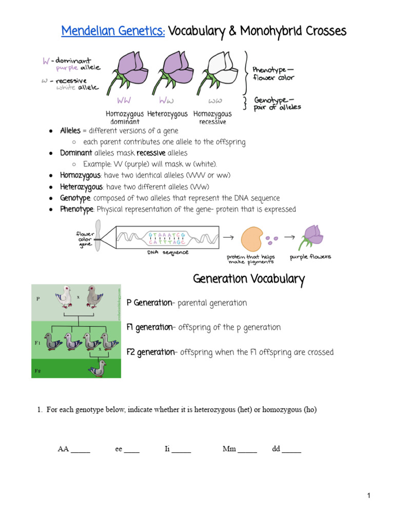 Mendelian Genetics: Vocabulary & Crosses | PDF | Dominance (Genetics ...
