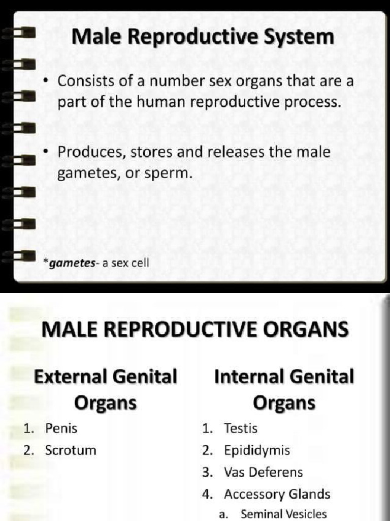 Male Reproduction | PDF