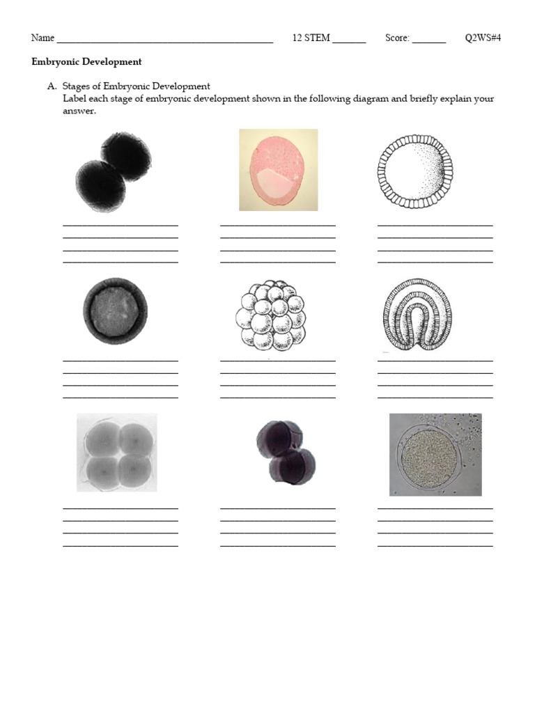 Ws 4 Embryological Development | PDF