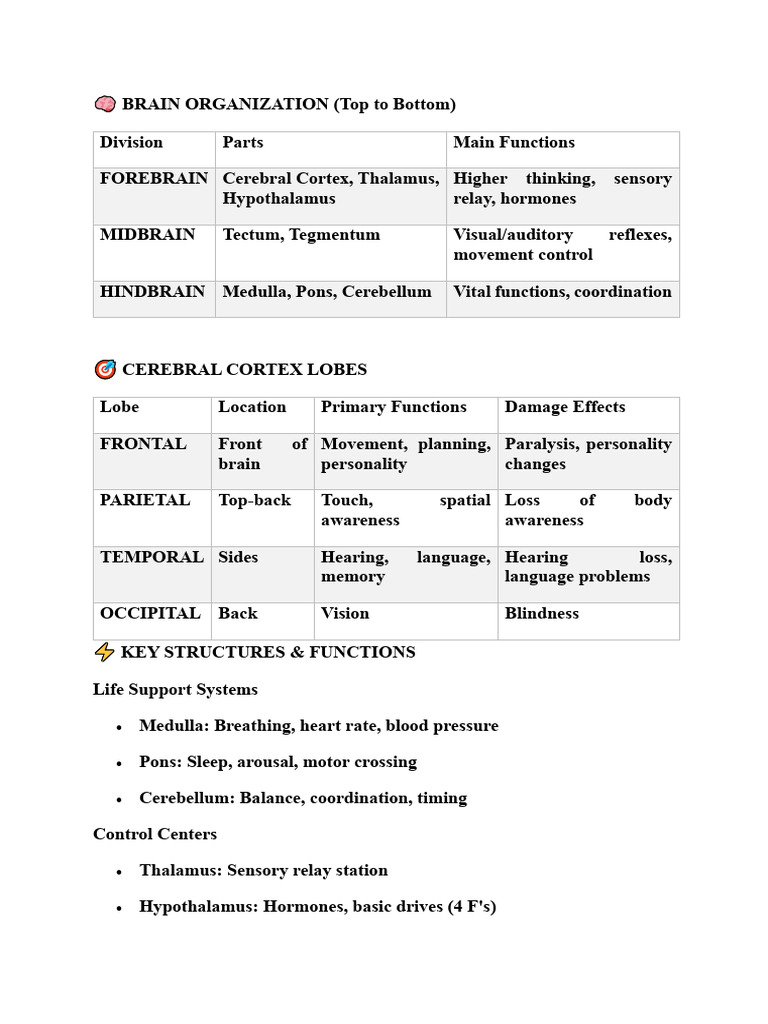 Unit-1 Brain Anatomy Cheat Sheet | PDF | Brain | Spinal Cord