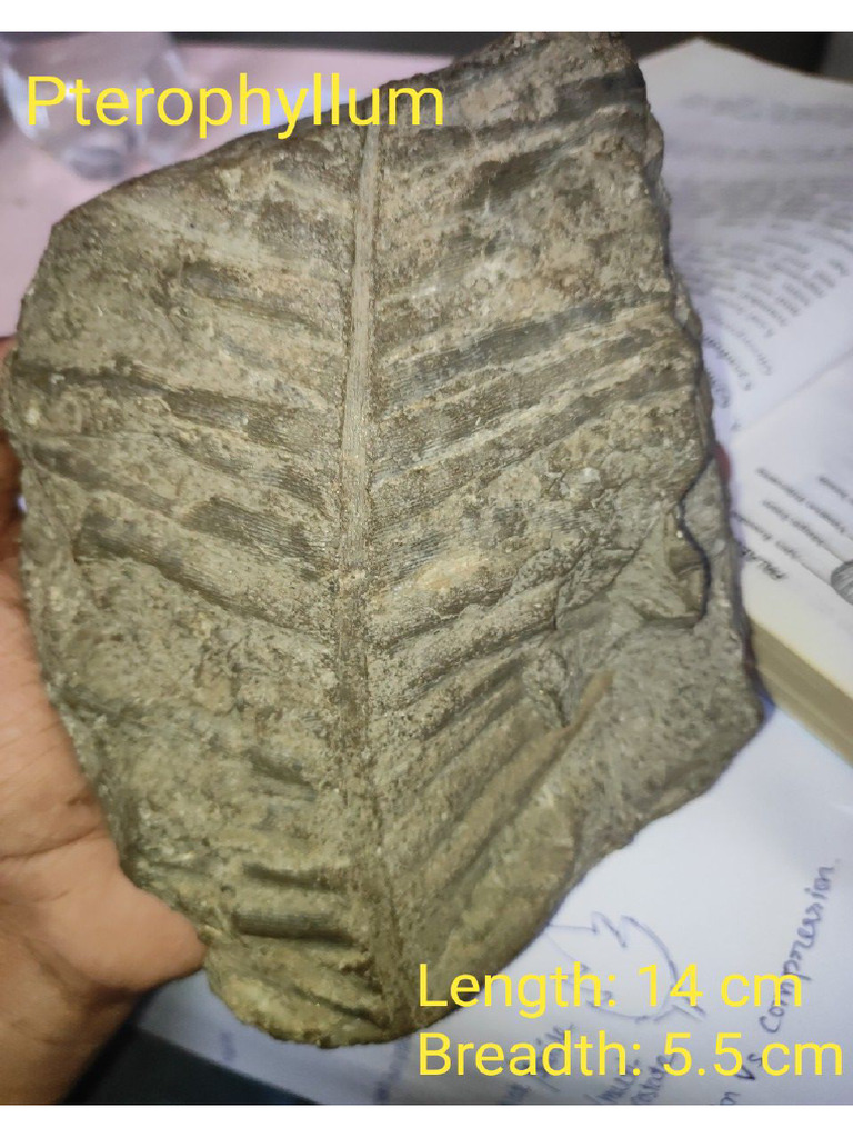 Fossil | PDF