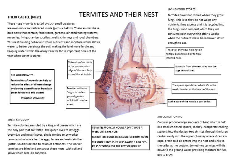Termites and Their Nests | PDF | Zoology | Earth Sciences