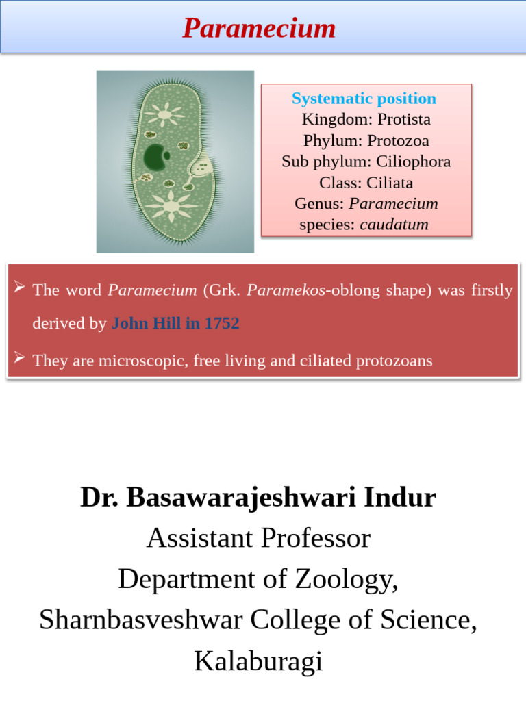 Paramecium - Structure & Reproduction | PDF | Protozoa | Reproduction