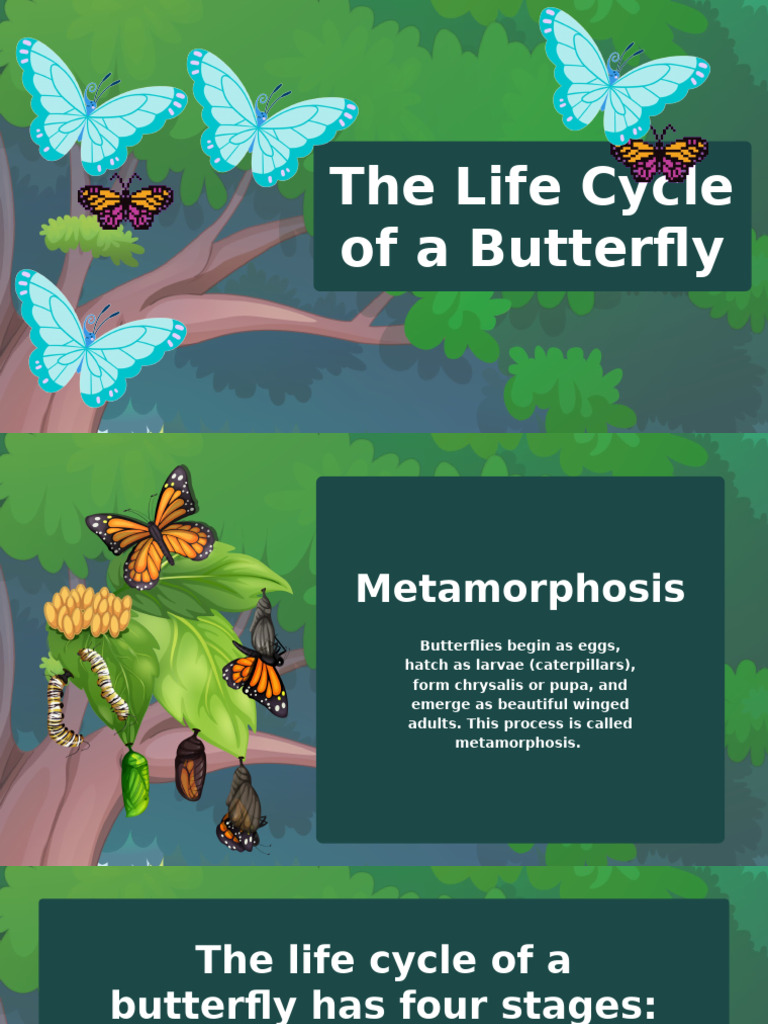 Life Cycle of A Butterfly Science Presentation in Green Animated Style ...