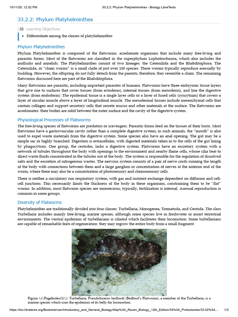 33.2.2 - Phylum Platyhelminthes - Biology LibreTexts | PDF | Zoology | Biology
