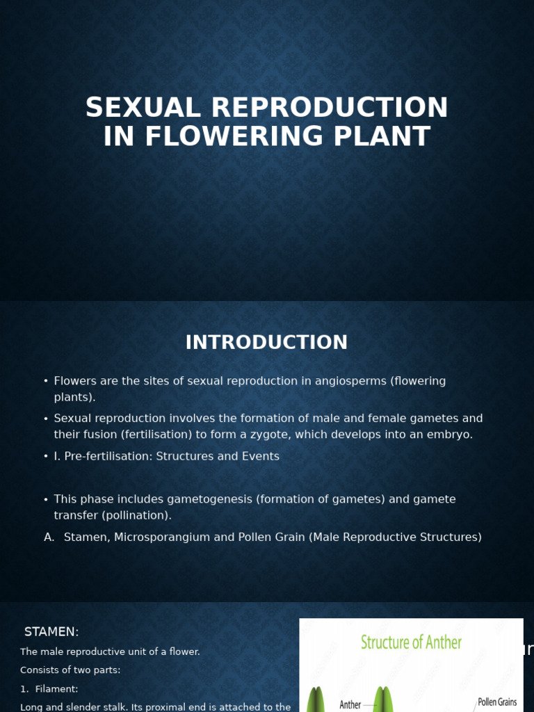 Sexual Reproduction in Flowering Plant | PDF | Seed | Flowers