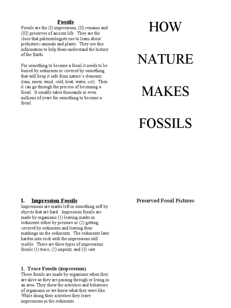 Fossil Formation Book | PDF | Fossil | Earth Sciences