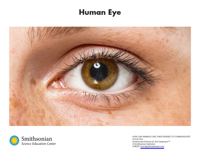Human Eye- | PDF