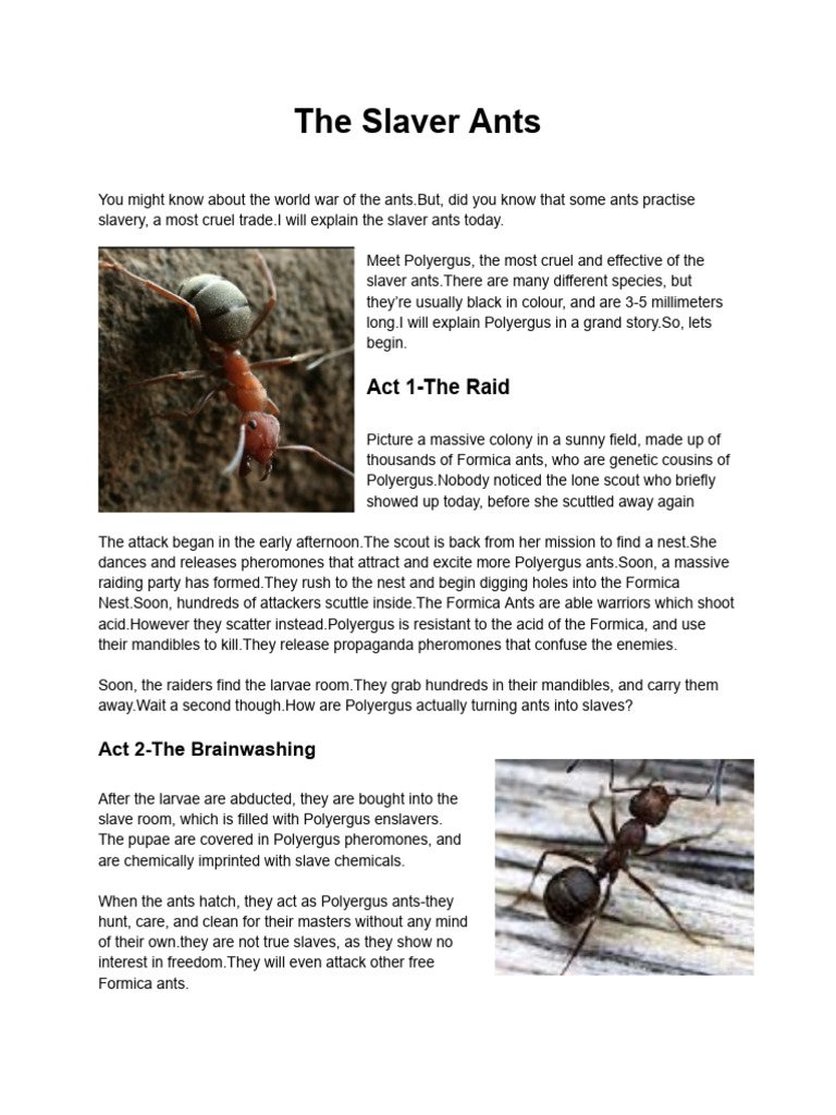 The Slaver Ants | PDF | Ant | Apocrita