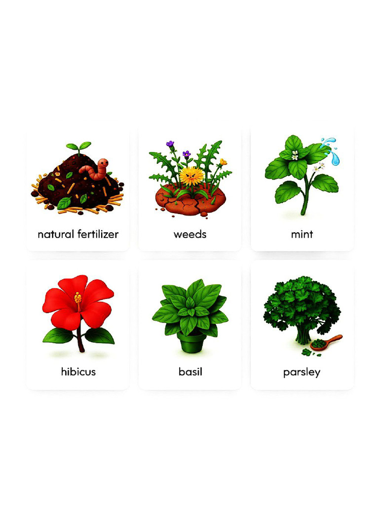 Flash Cards Primary 6 | PDF
