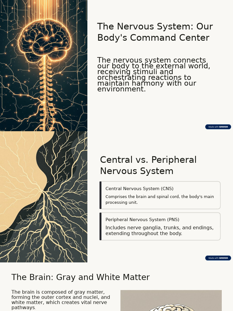 The Nervous System Our Bodys Command Center | PDF | Central Nervous ...