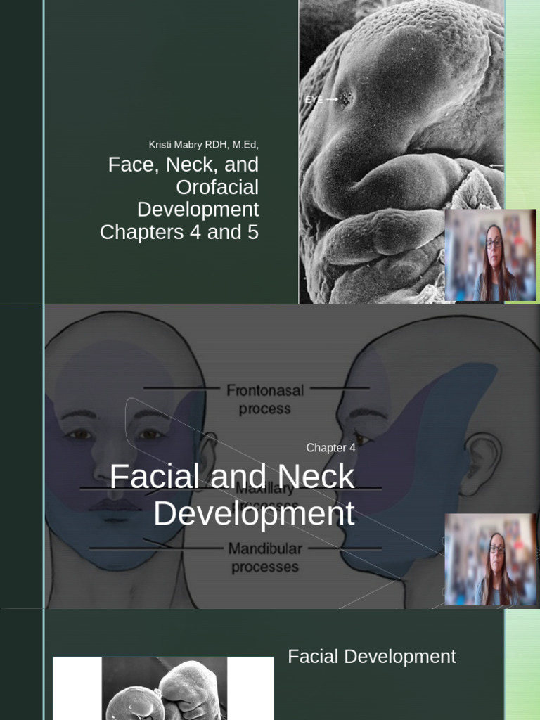 DH 200 Week 2 CH 4 and 5 Face Neck Orofacial Development | PDF | Tongue | Human Nose