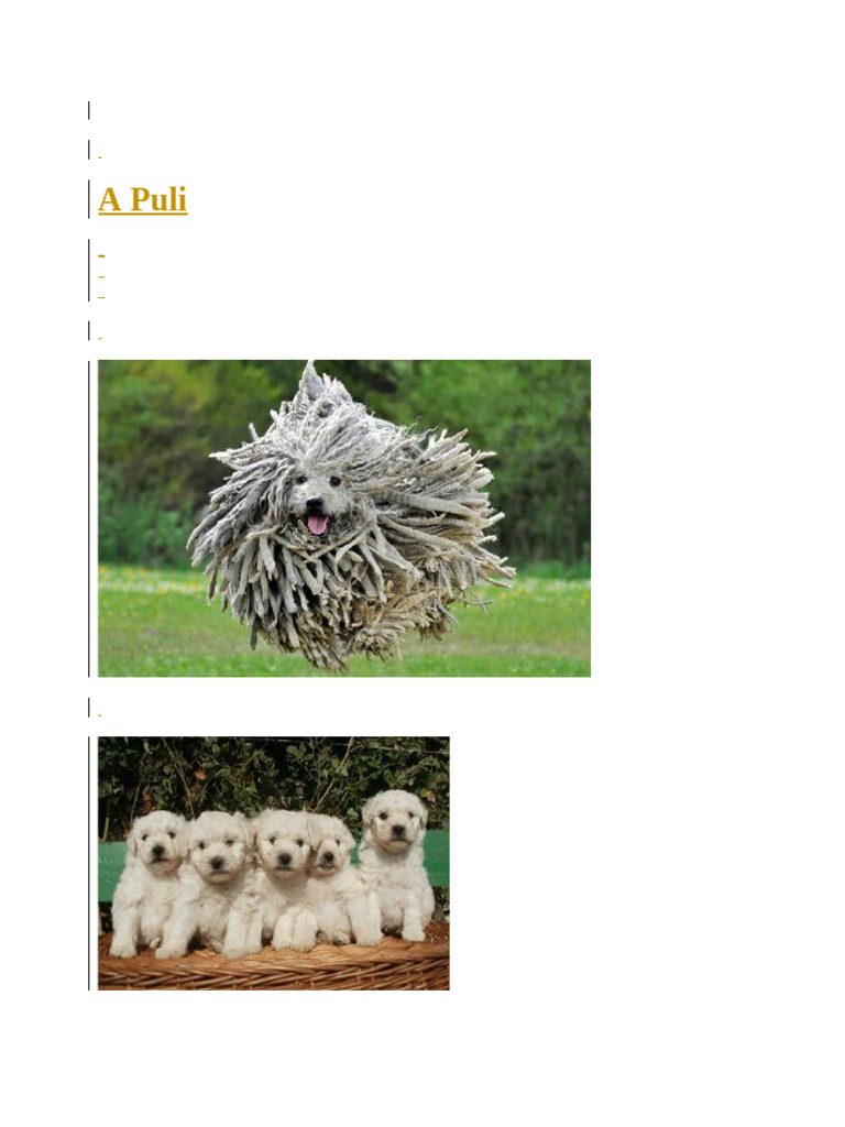 Kutyák A Puli | PDF