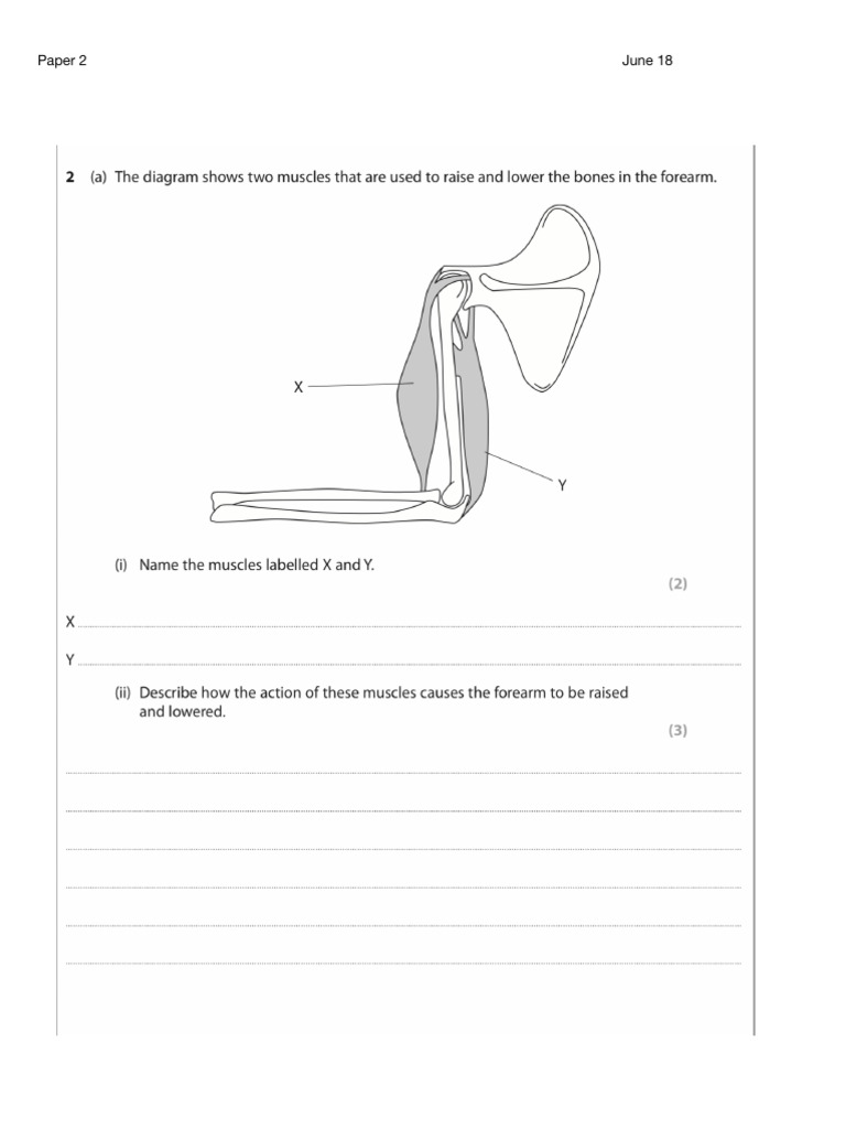 Bones Sheet 2 p2 | PDF