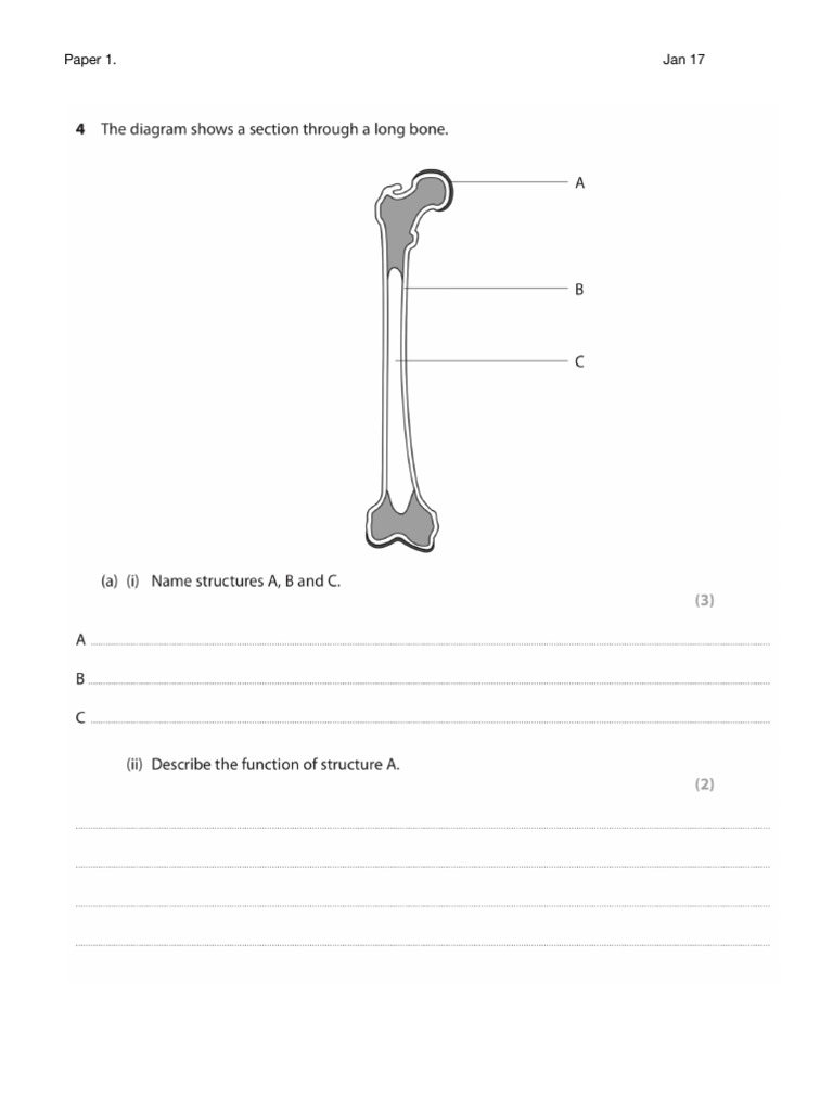 Bones Sheet 2 p1 | PDF