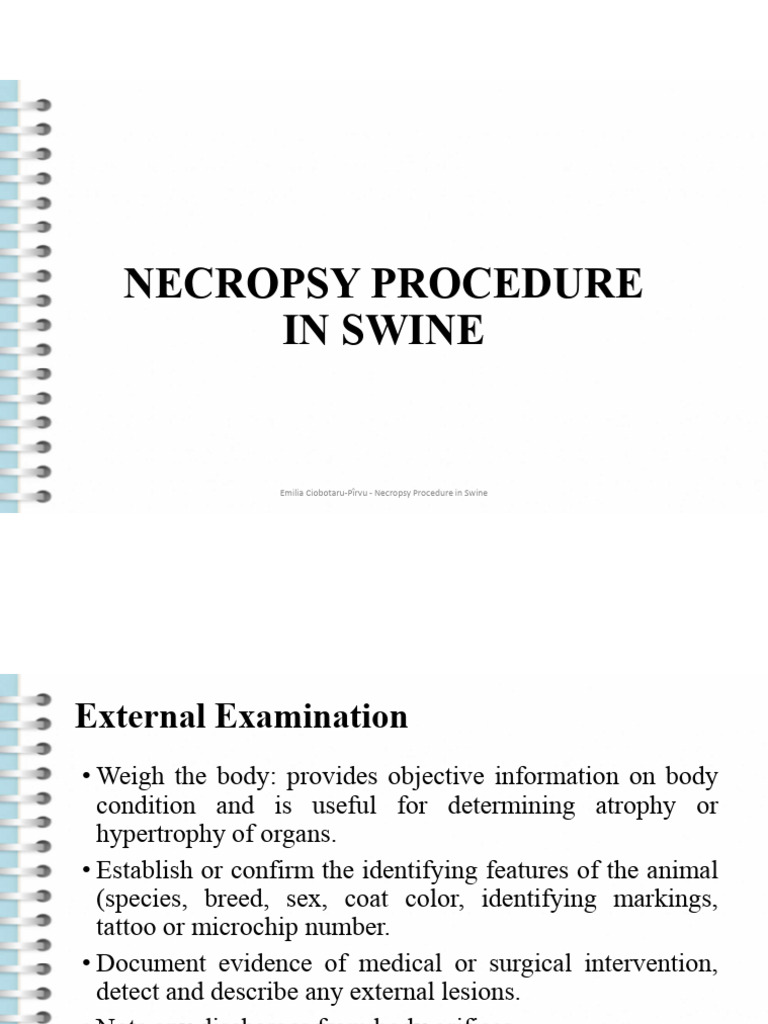 2 Necropsy Procedure Swine PW | PDF | Abdomen | Vertebra