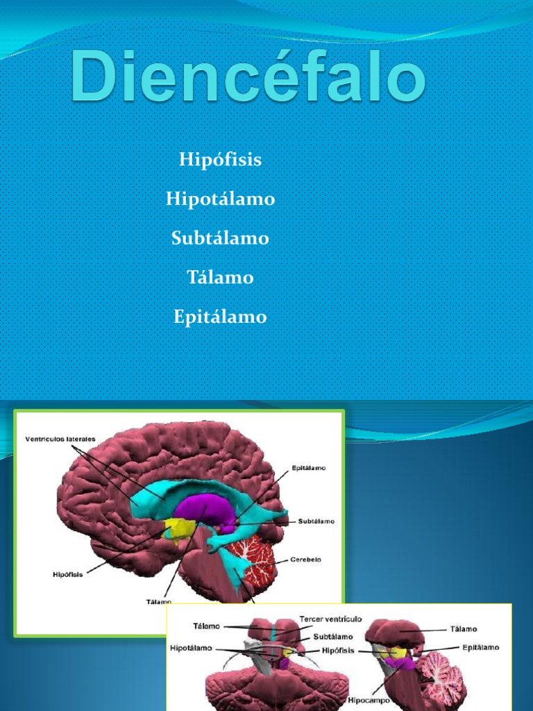 DIENCEFALO | PDF | Tálamo | Glándula pituitaria