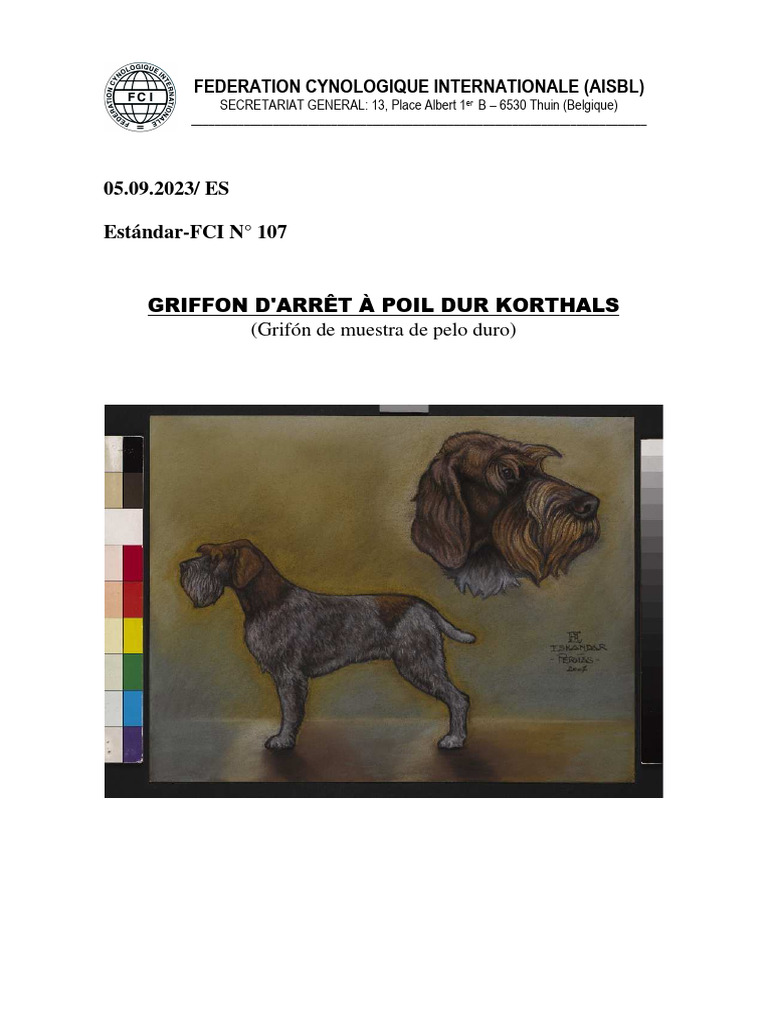Estándar Grifón Korthals | PDF | Perros | Caballos