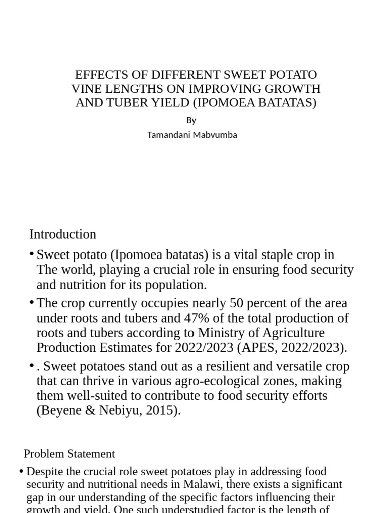 New Microsoft PowerPoint Presentation-1-4 | PDF | Sweet Potato | Potato