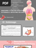 Estructura y Función del Mesenterio | PDF | Sistema digestivo ...