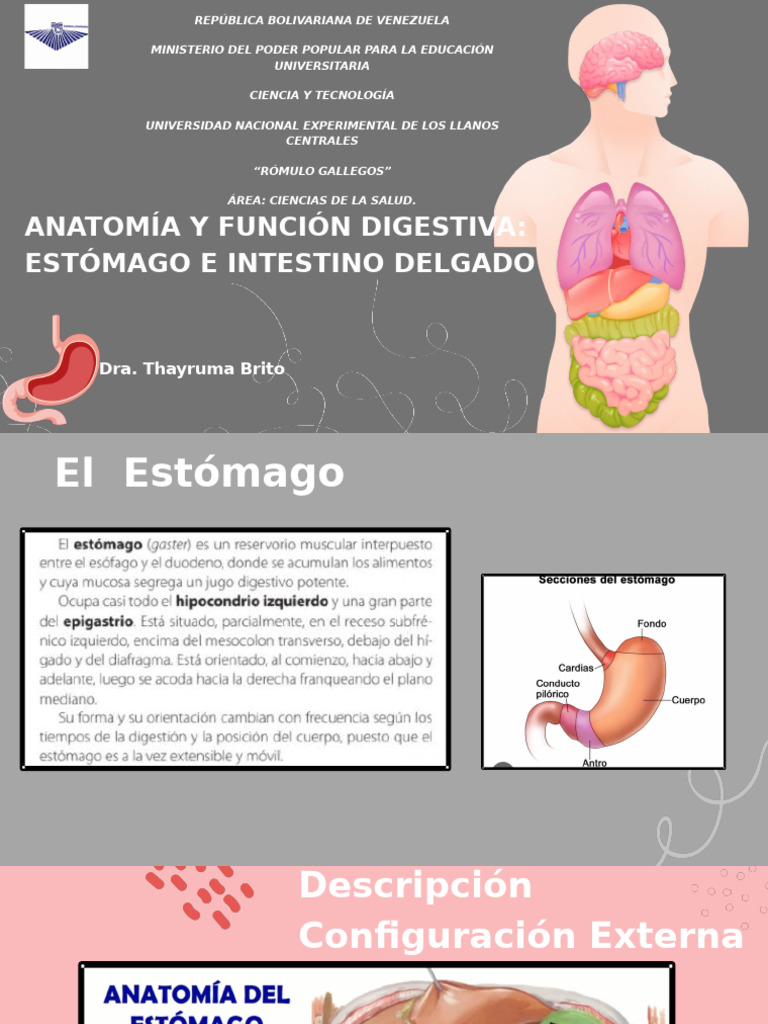 Presentación Salud Del Cuerpo Humano Ilustración Rosa 20251005 175537 ...