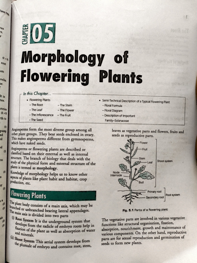 Bio Morphology | PDF