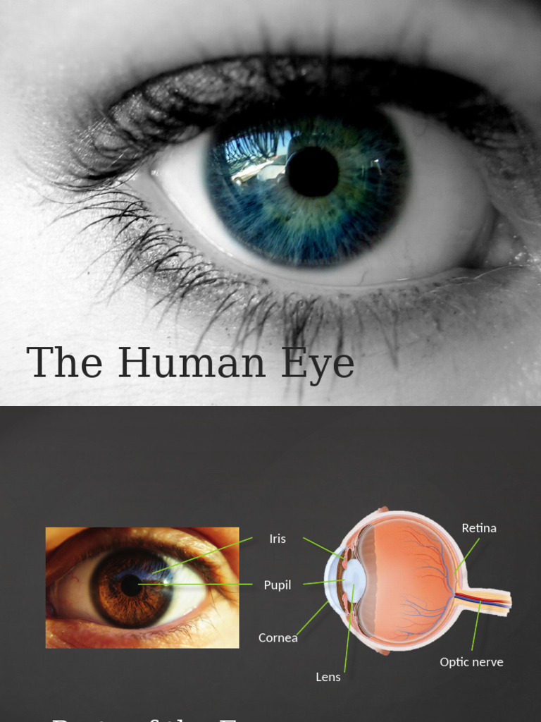Lesson 13 The Human Eye | PDF