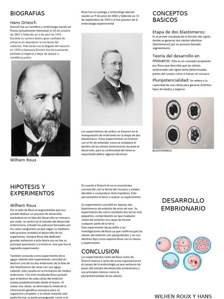Roux y Driesch: Pioneros en Embriología | PDF | Embrión | Procesos ...