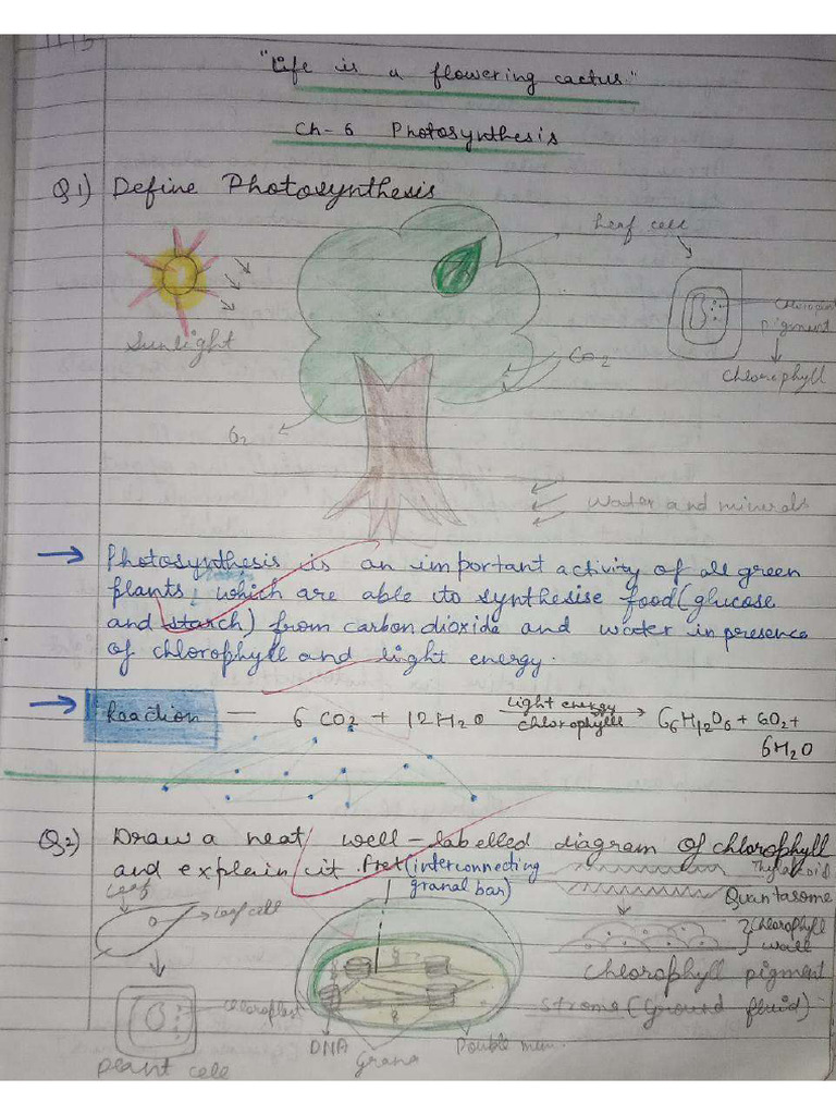 Photosynthesis Class 10th....Icse Isc 2022-23 | PDF