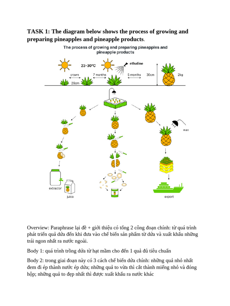 TASK 1 Pineapples | PDF