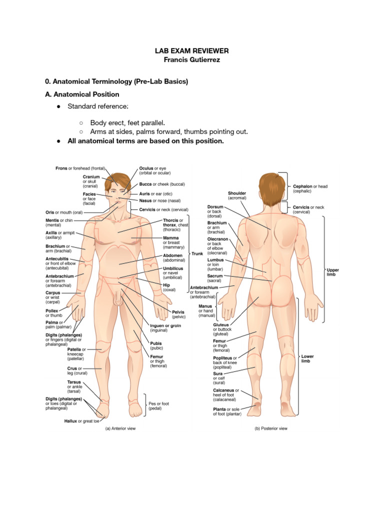 Comprehensive Lab Exam Reviewer | PDF | Anatomical Terms Of Location | Skin