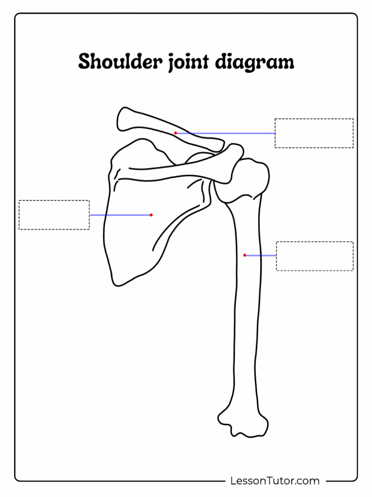 Worksheets Shoulder Joint | PDF