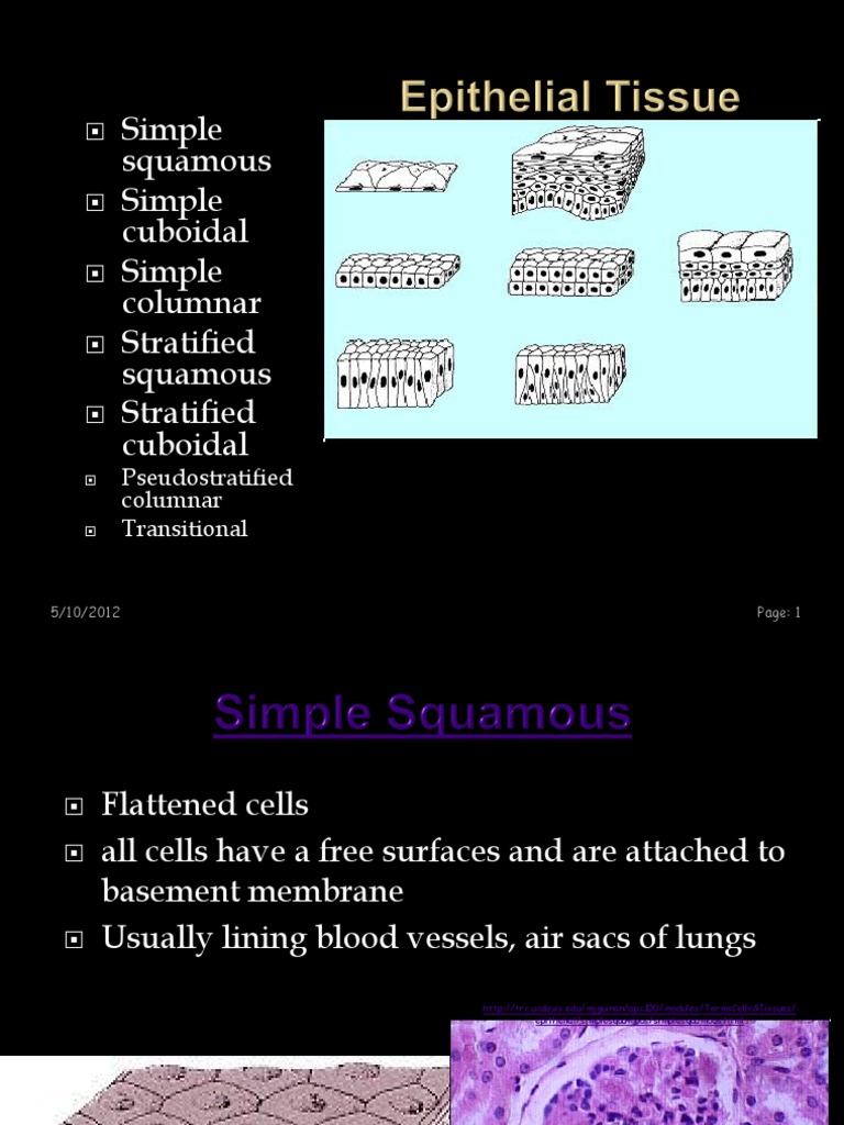 Simple Squamous Simple Cuboidal Simple Columnar Stratified Squamous ...