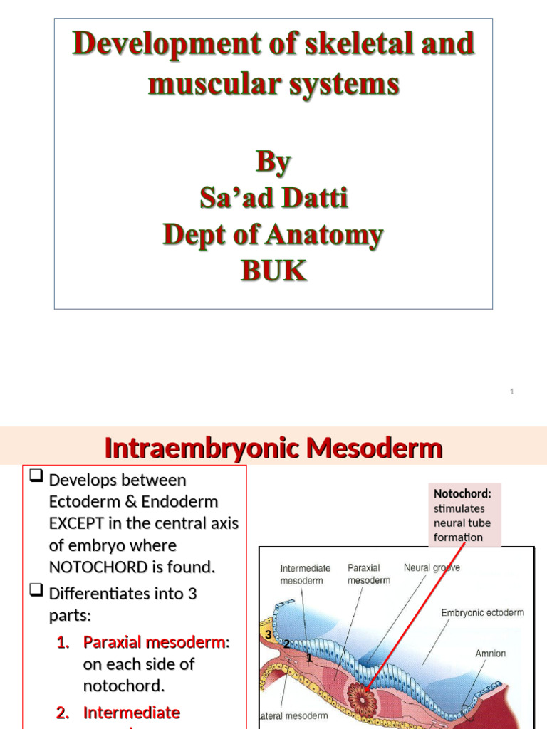 Development of Skeletal and Muscular System-1 | PDF | Skull ...