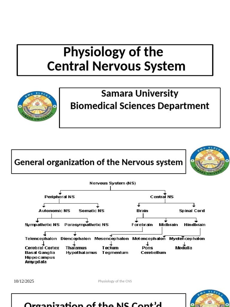 #Lecture 15 Physiology of CNS | PDF | Central Nervous System | Brainstem