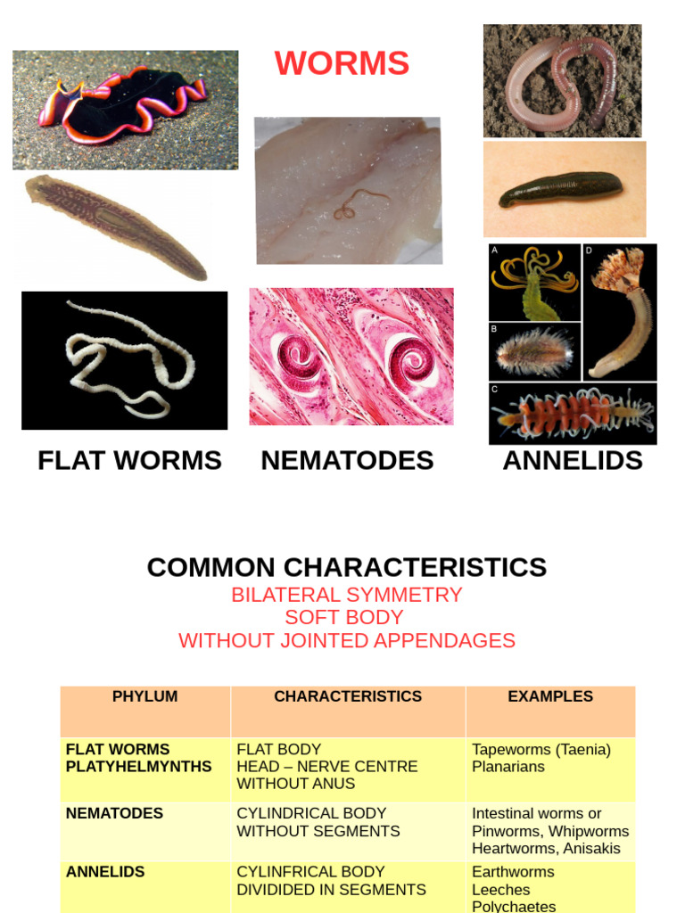 Overview of Worms: Types and Traits | PDF