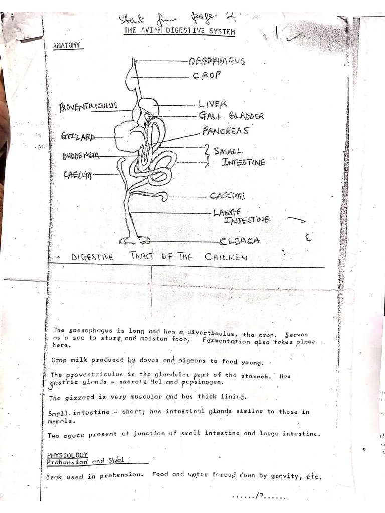 Digestive & Urinary System | PDF