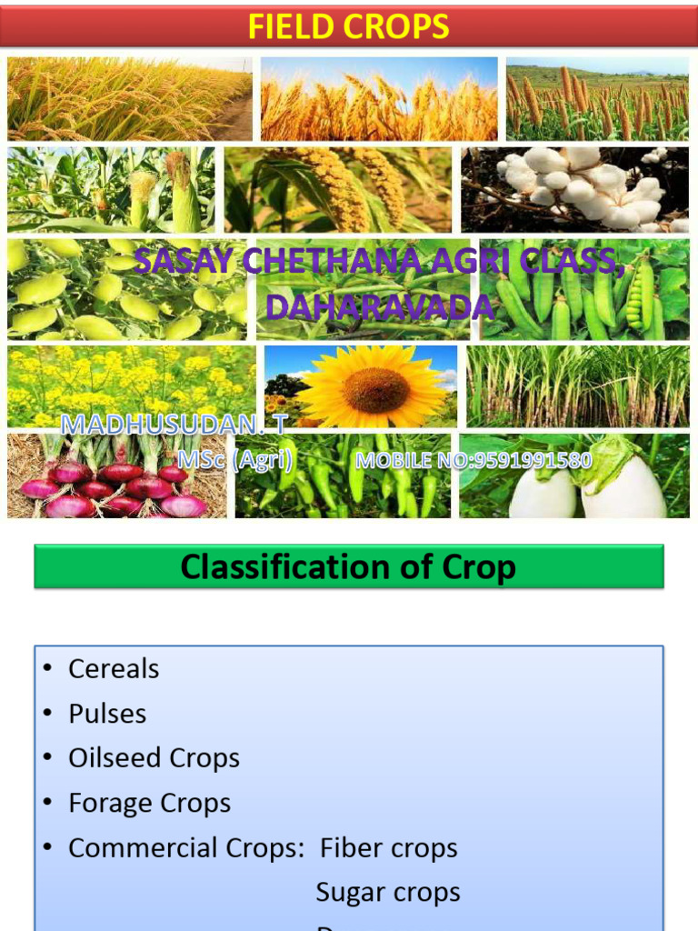 Field Crops PDF | PDF