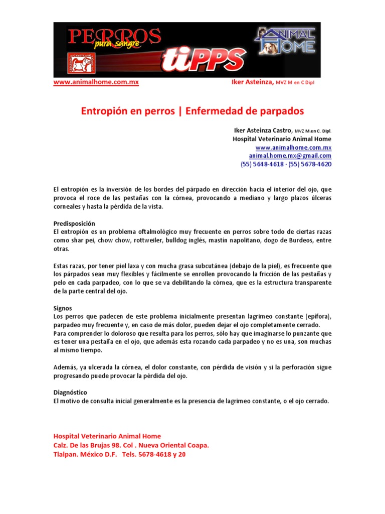 Entropion Perros Enfermedad Parpados | PDF | Buldog | Cirugía