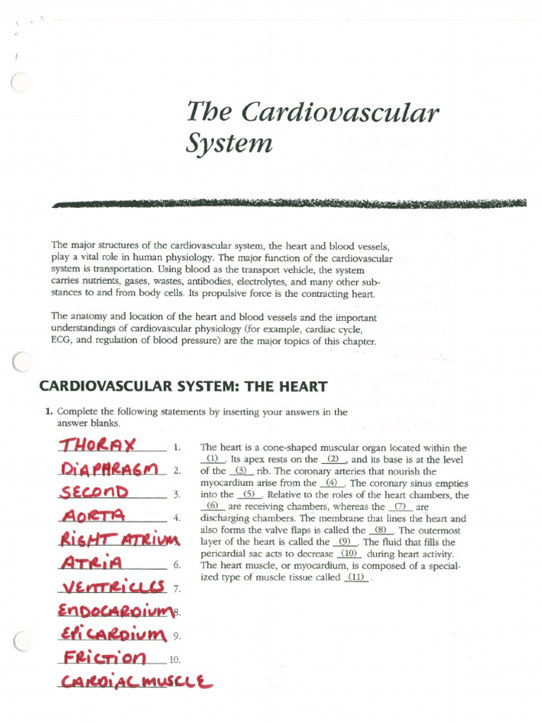 Cardiovascular Worksheet Ans. | PDF