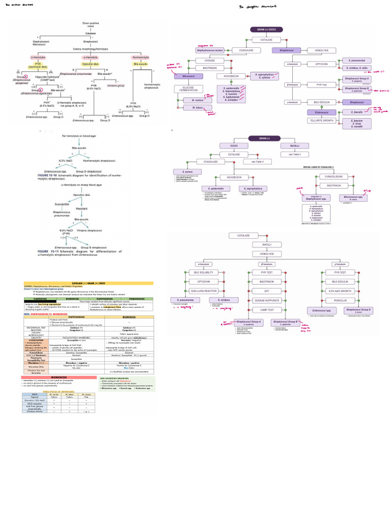Strep and Staph Differentiation 1 | PDF