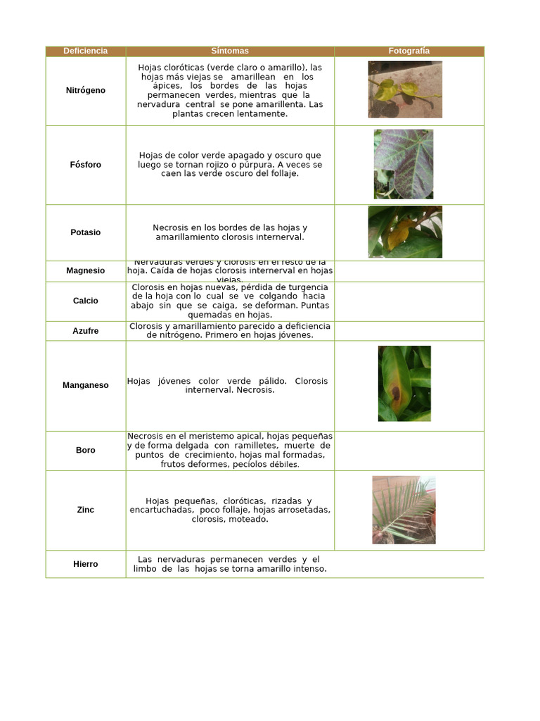 Síntomas de Deficiencias Nutricionales | PDF