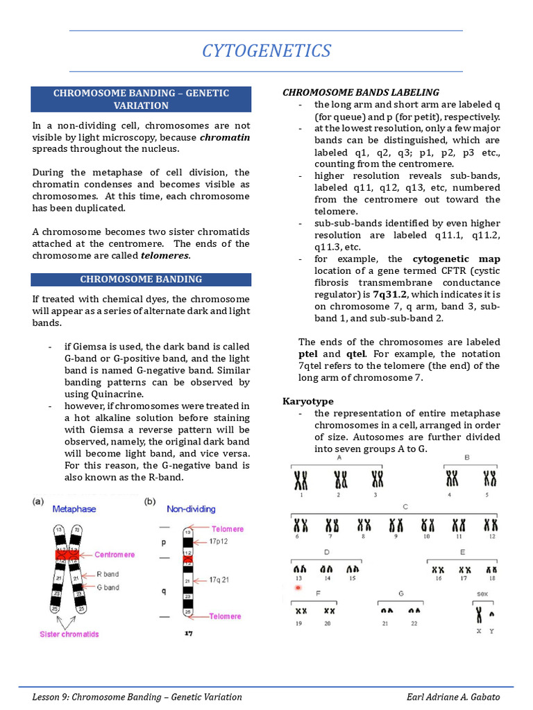 Chromosome Banding-Genetic Variation (Semi-Finals) | PDF | Human Genome ...