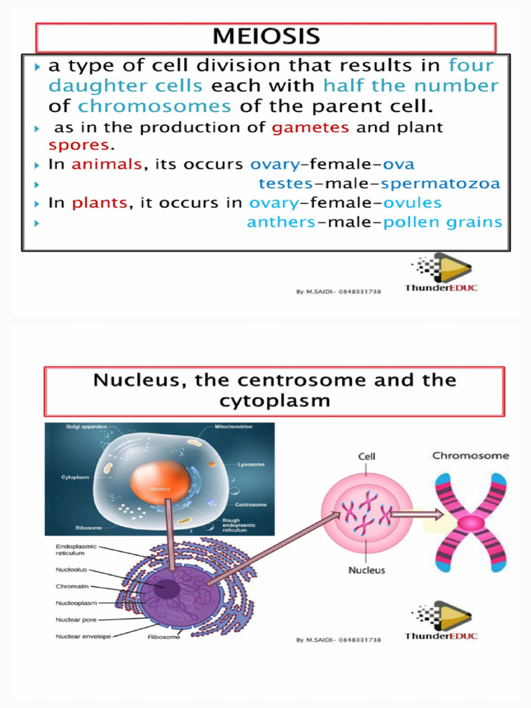 Meiosis Notes | PDF
