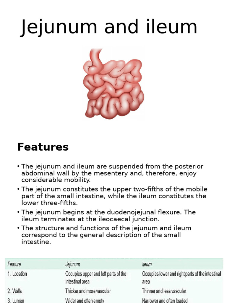 Small Intestine | PDF